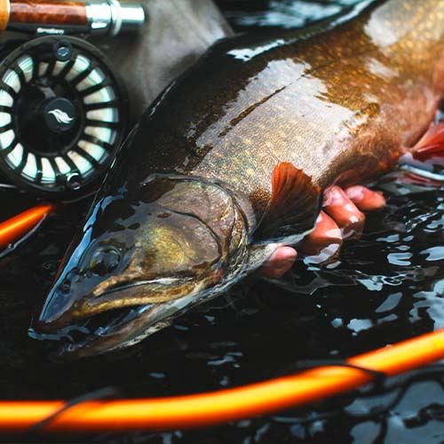 Fly Fishing Adventure, Multi-Species - Rapid Lake Lodge